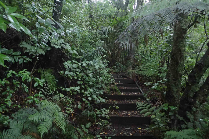 SunLive - BOP native tree haven inspires children‘s books - The Bay's ...