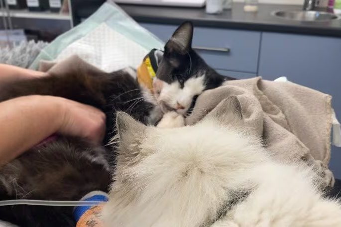 SunLive - $2000 reward offered to find cat shooter - The Bay's News First