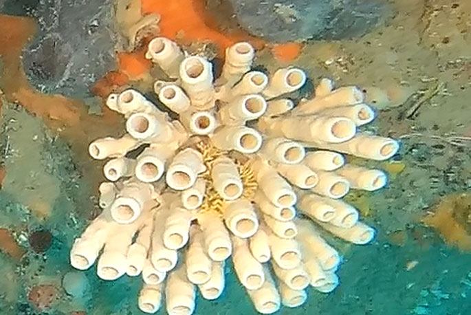 SunLive - BOP sponge gardens a new lead in cancer research - The Bay's ...