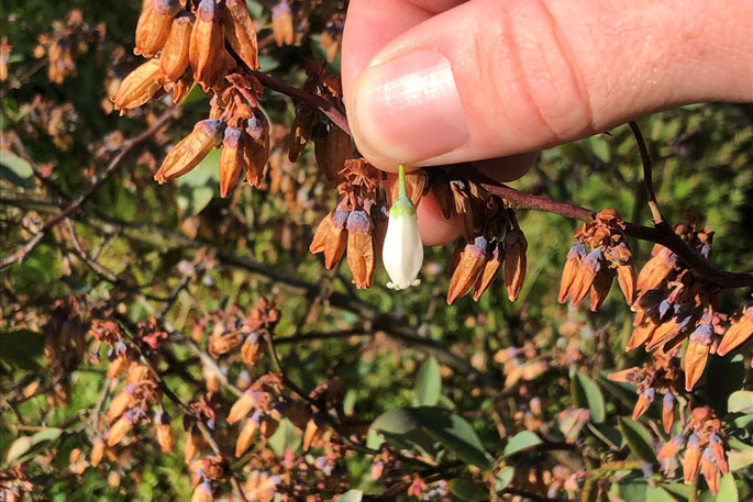 SunLive - Blueberry orchard devastated by severe frost - The Bay's News ...