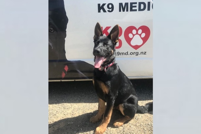 SunLive - Fuelling NZ ovarian cancer detection dogs - The Bay's News First