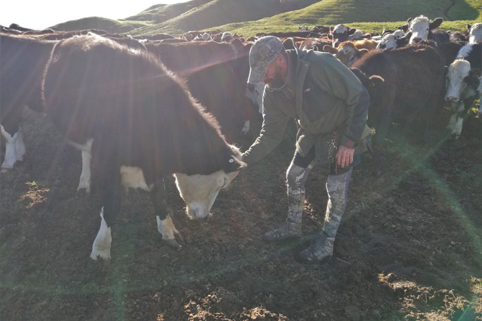 SunLive - Farmer suffers serious head injury - The Bay's News First