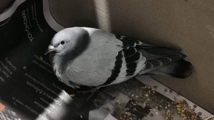 SunLive - Lost pigeon drops in on Papamoa stranger - The Bay's News First