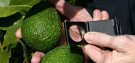 SunLive - Compulsory pest system for avocado expor - The Bay's News First