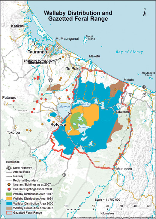 SunLive - Help needed for wallaby control - The Bay's News First