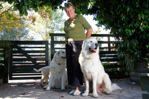 SunLive - Dog attacks call for action - The Bay's News First