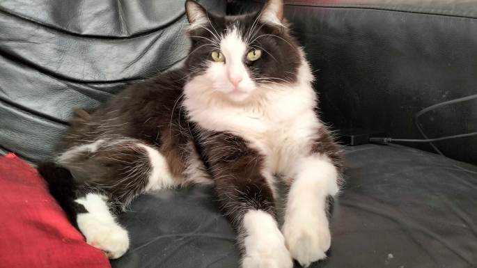 SunLive - $4k reward now offered to find person who shot cat - The Bay ...