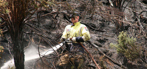 SunLive - Lucky bushfire find - The Bay's News First