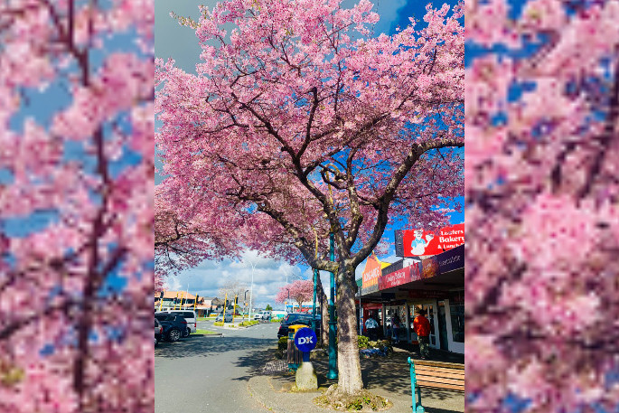 SunLive - What‘s on - festivals, rugby, and vintage fashion - The Bay's ...