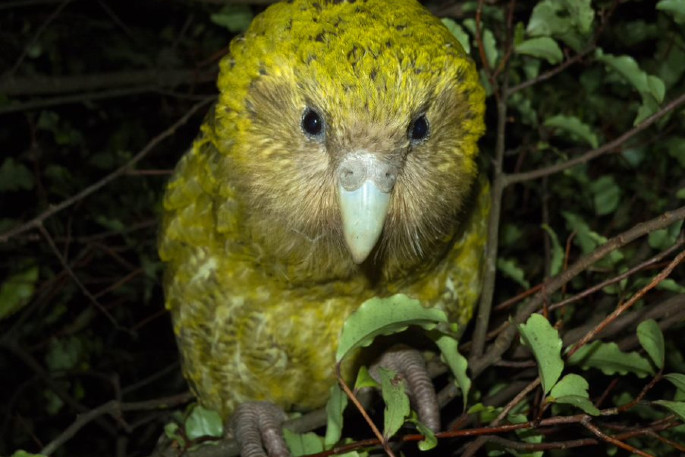 SunLive - Another reason why kākāpō are extraordinary - The Bay's News ...
