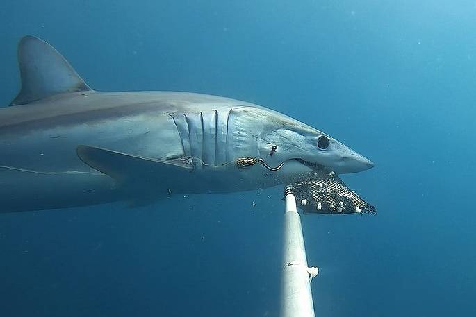SunLive - Great white research gets underway in the BOP - The Bay's ...