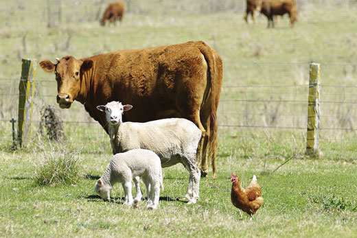 SunLive - FTAs saving millions - The Bay's News First