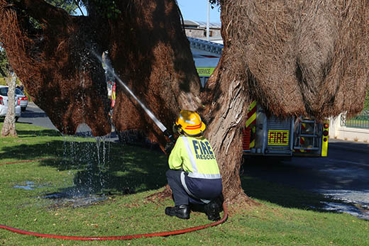SunLive - Tree fire suspected arson - The Bay's News First