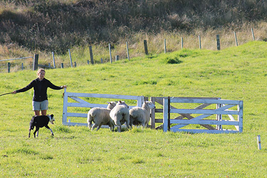 SunLive - From programming computers to dogs - The Bay's News First