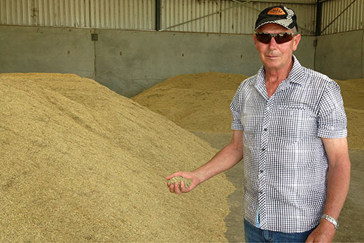 SunLive - Grass seeds tried and true - The Bay's News First