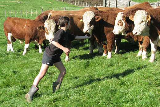 SunLive - Breeding for temperament and farm safety - The Bay's News First