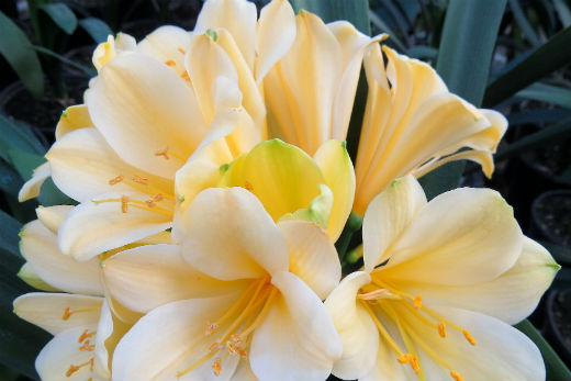SunLive - Clivias on show at quarry park - The Bay's News First