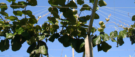 SunLive - Distributor rejects claims against spray - The Bay's News First