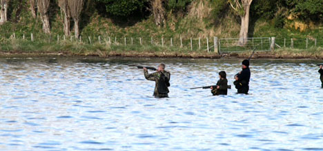 SunLive - Hundreds hunted in swan shoot - The Bay's News First