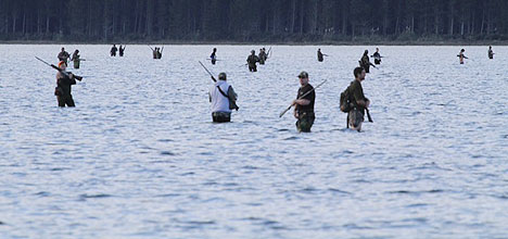 SunLive - Hundreds hunted in swan shoot - The Bay's News First