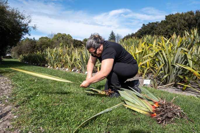The Weekend Sun | Katikati cultivates Pa Harakeke